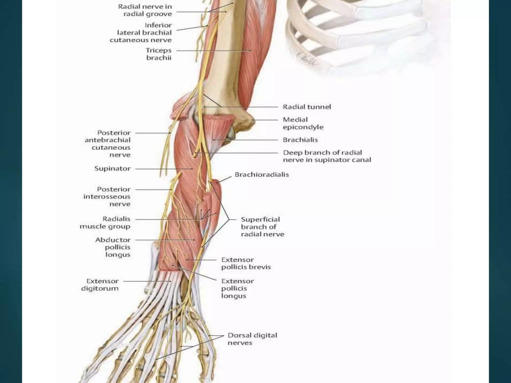 Upper Limb Nerve Anatomy | PPTX