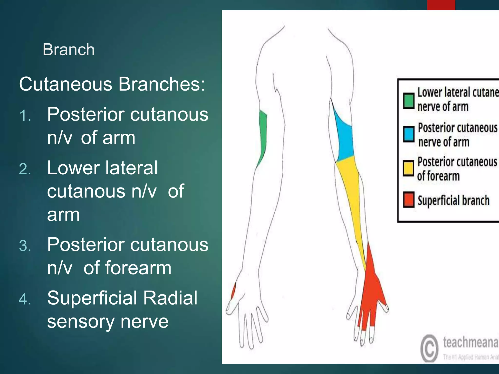 Upper Limb Nerve Anatomy | PPTX