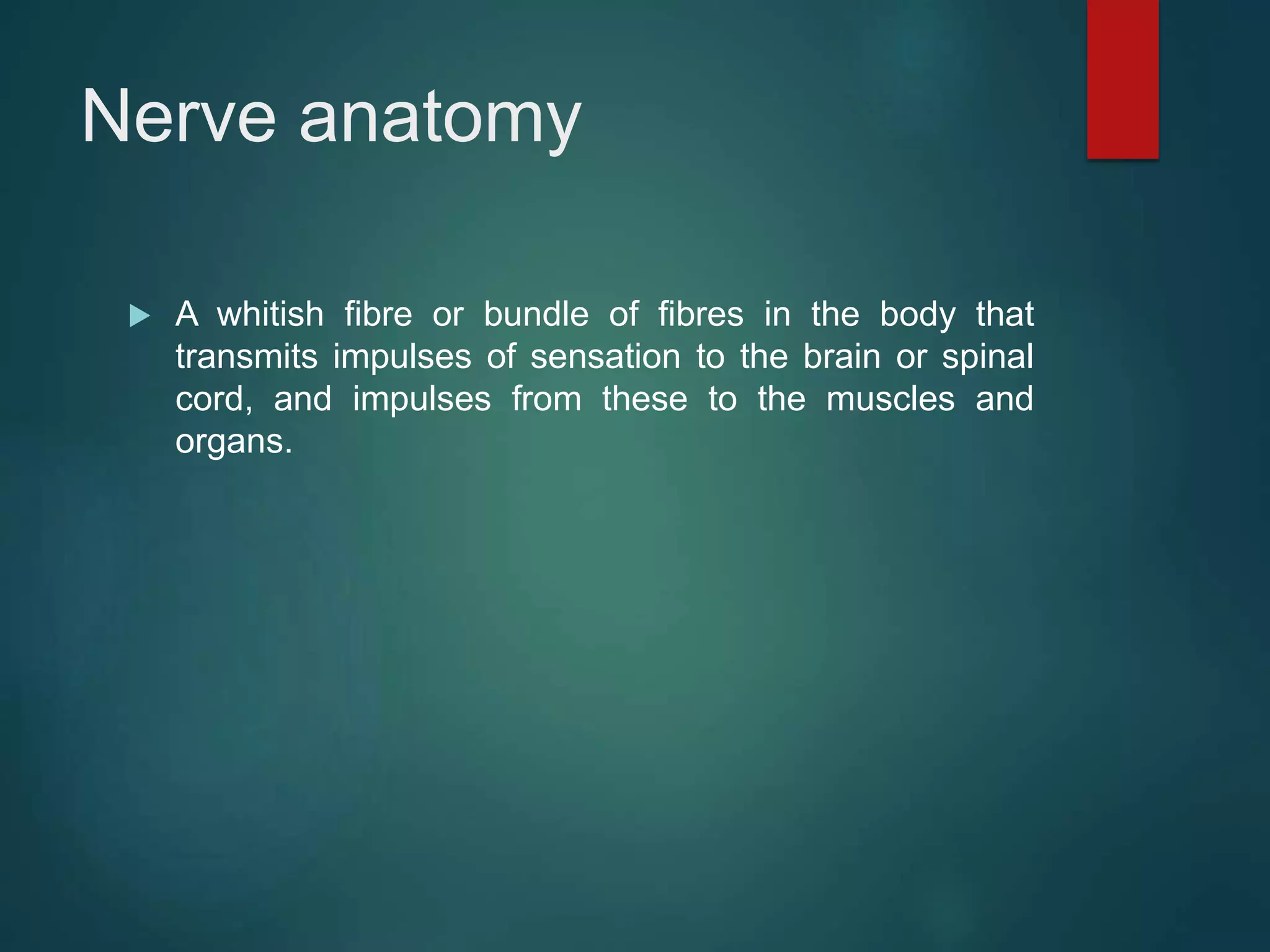 Upper Limb Nerve Anatomy | PPTX
