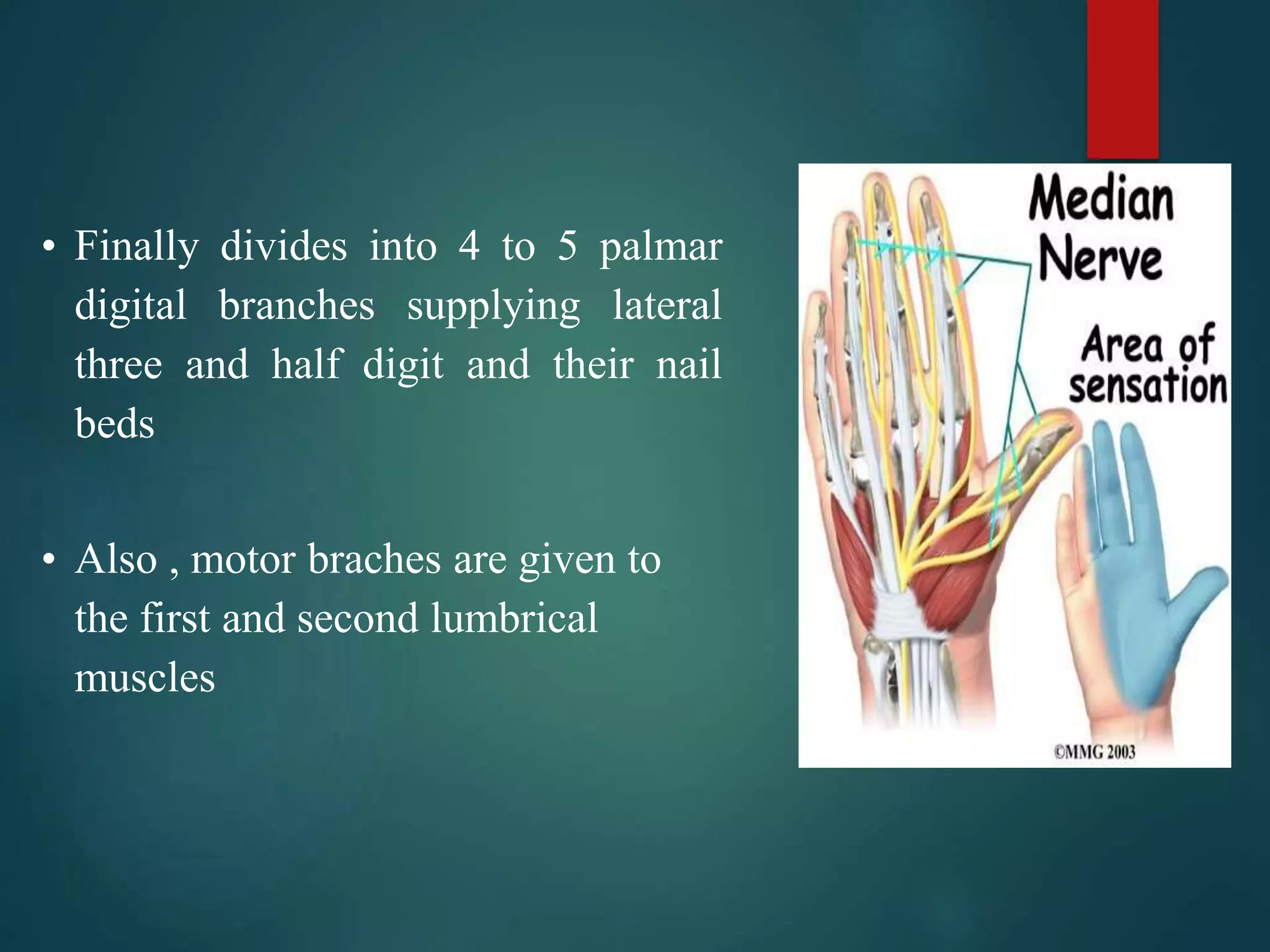 Upper Limb Nerve Anatomy | PPTX