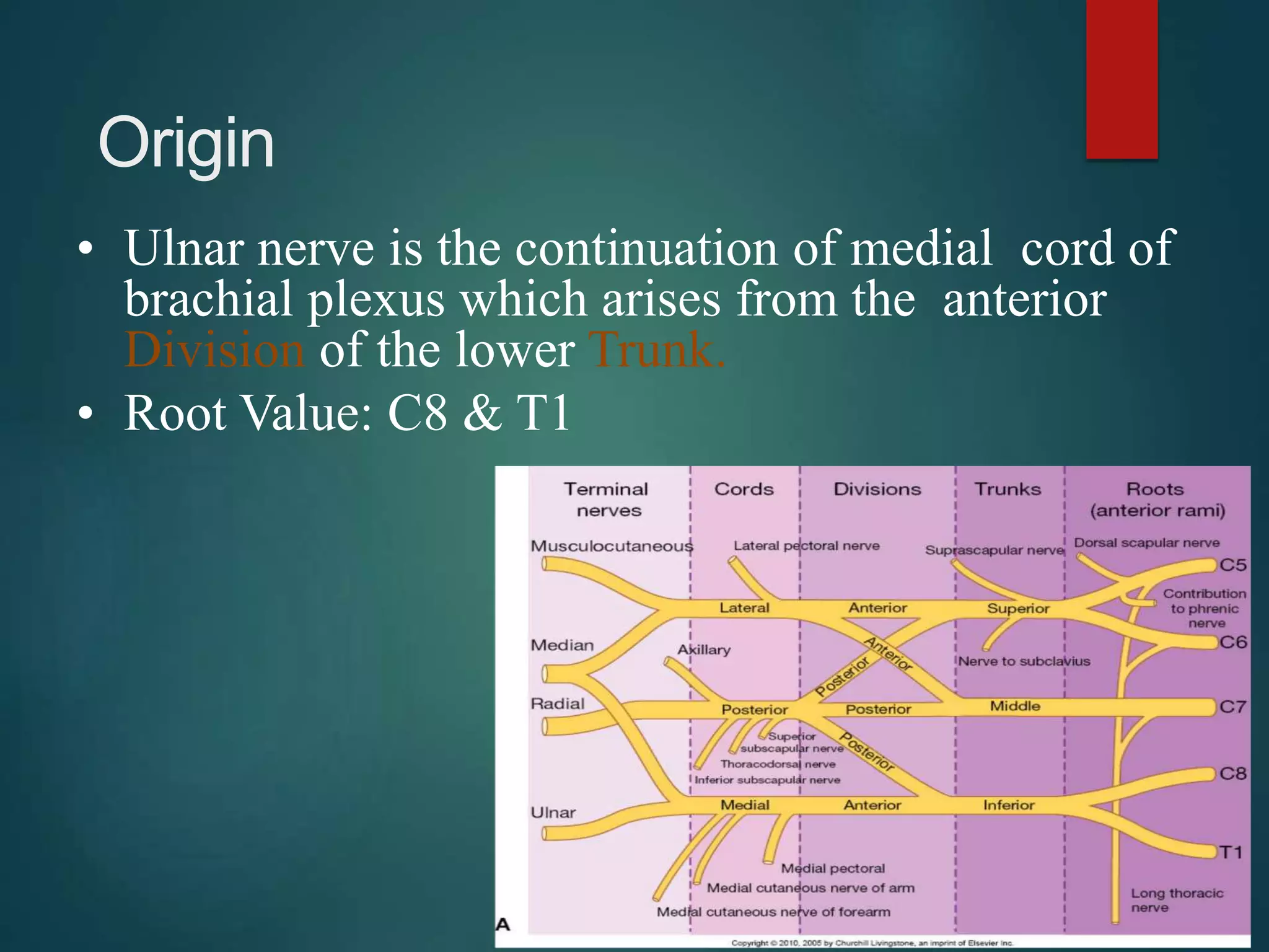 Upper Limb Nerve Anatomy | PPTX