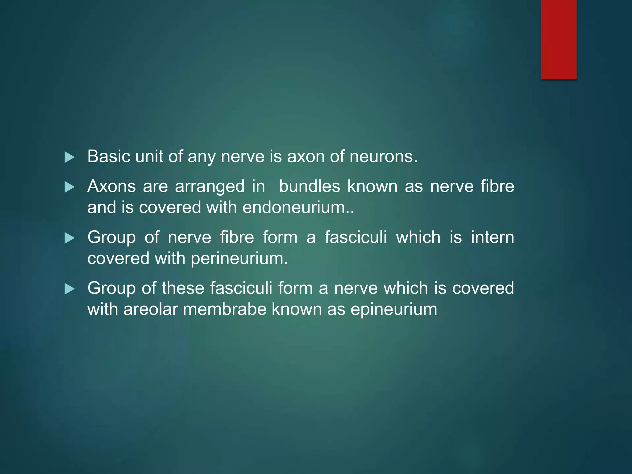 Upper Limb Nerve Anatomy | PPTX