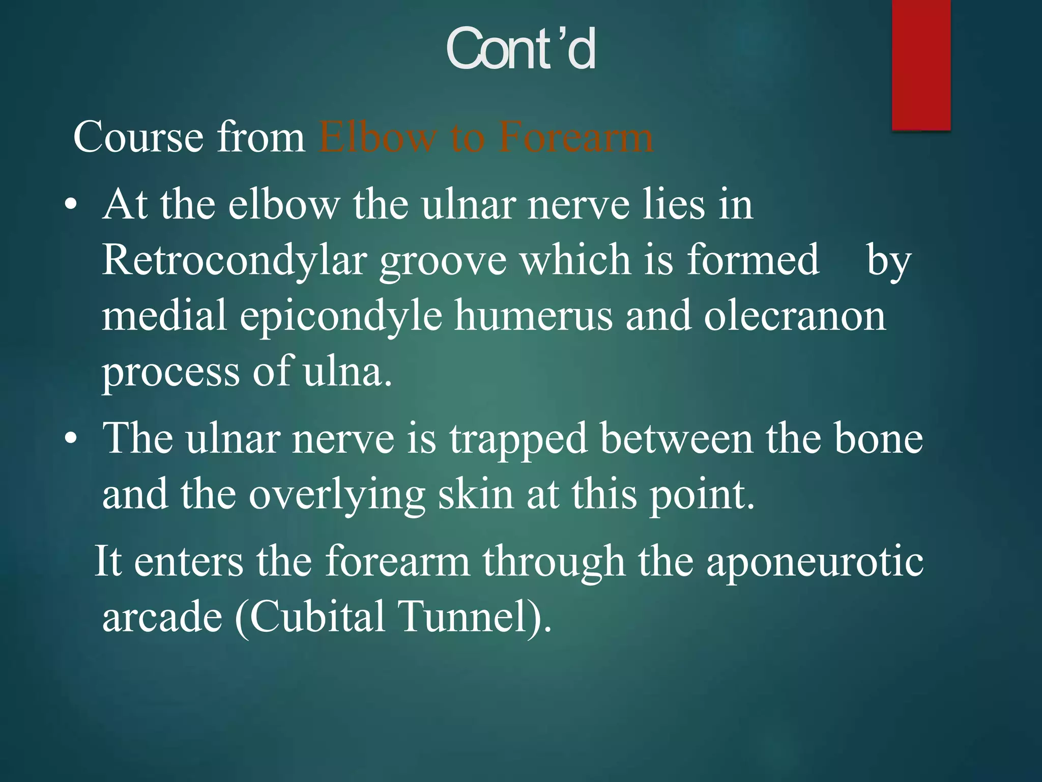 Upper Limb Nerve Anatomy | PPTX