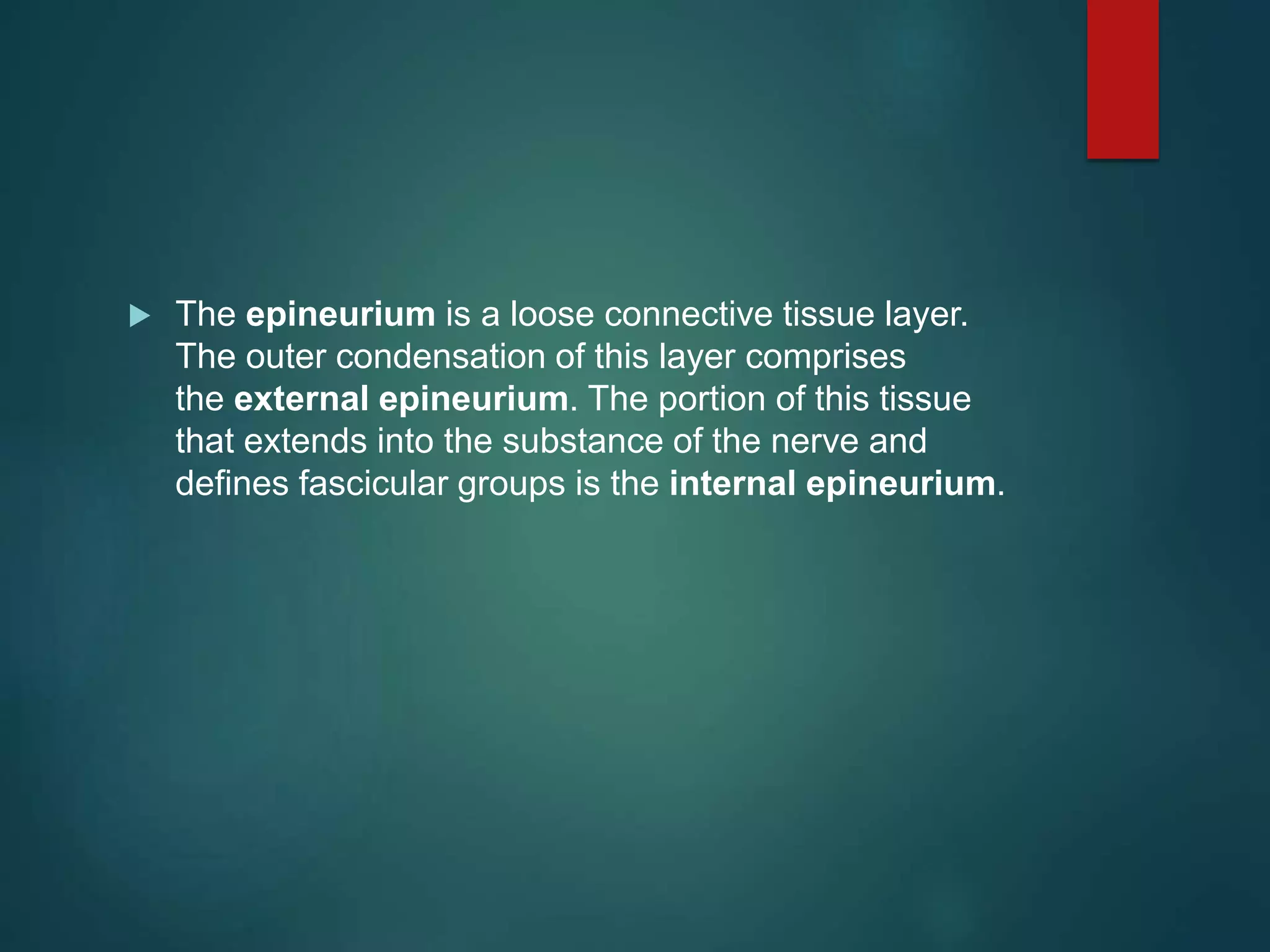 Upper Limb Nerve Anatomy | PPTX
