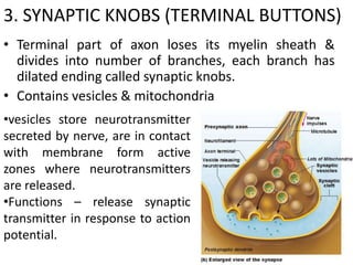 Where Are The Terminal Buttons