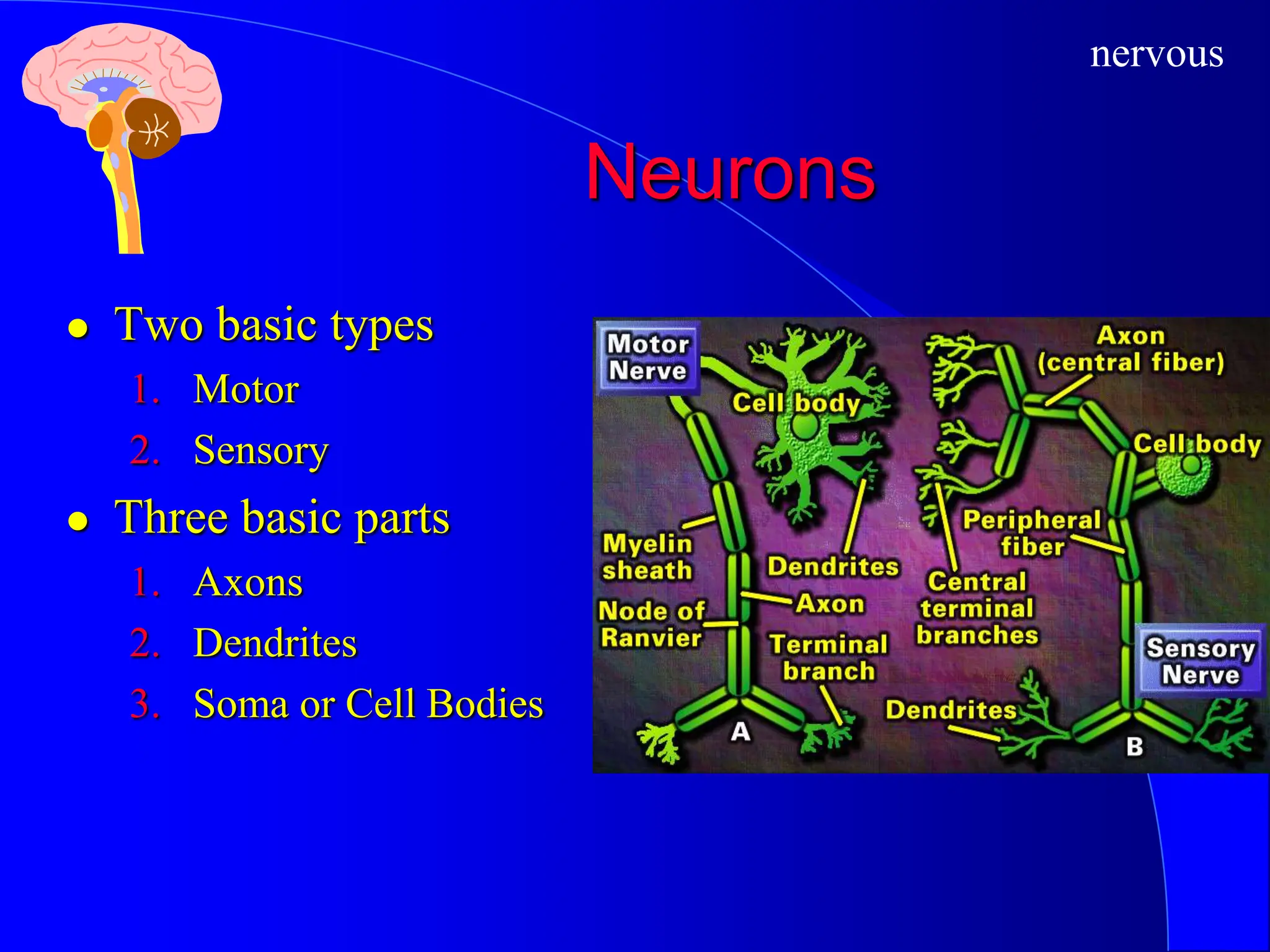 Nerve PPT BPHARM 1ST YEAR HUMAN ANATOMY PHYSIOLOGY.PPT