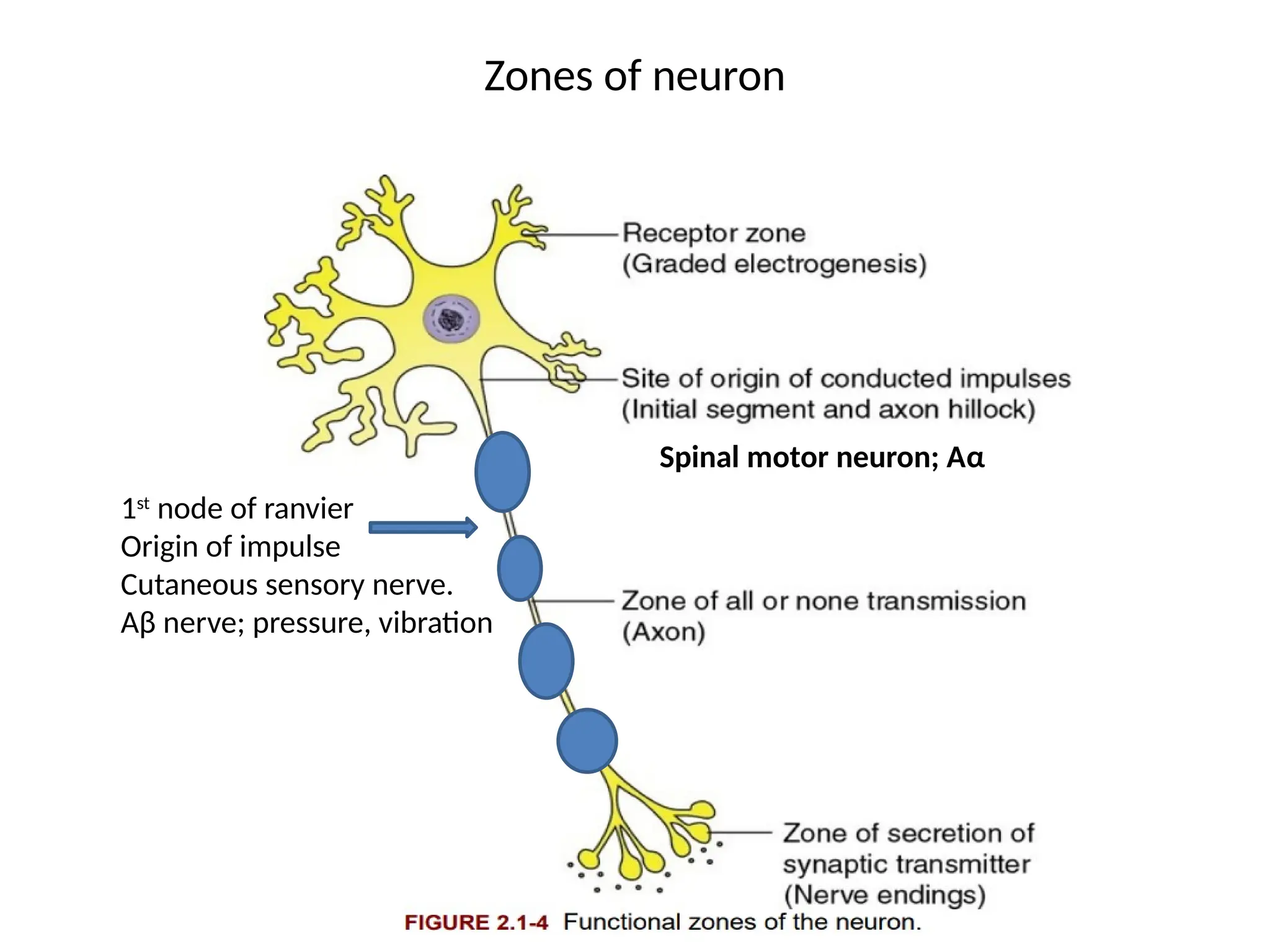 functional anatomy of nerve cell, peripheral nerve, classification.pptx