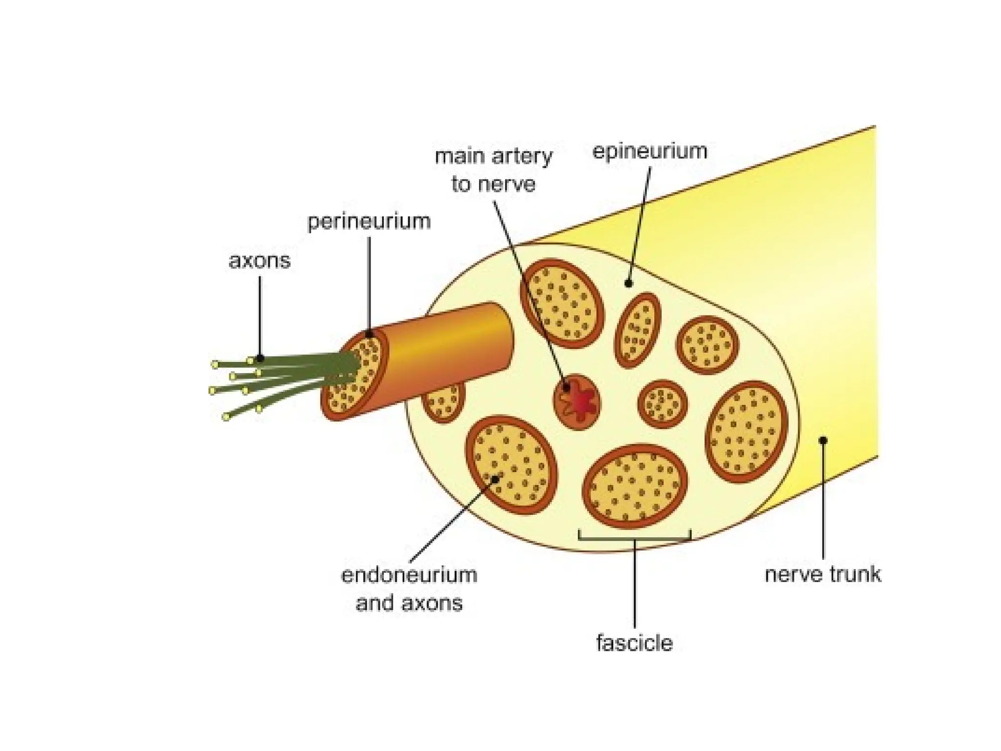 Functional Anatomy Of Nerve Cell Peripheral Nerve Classification Pptx