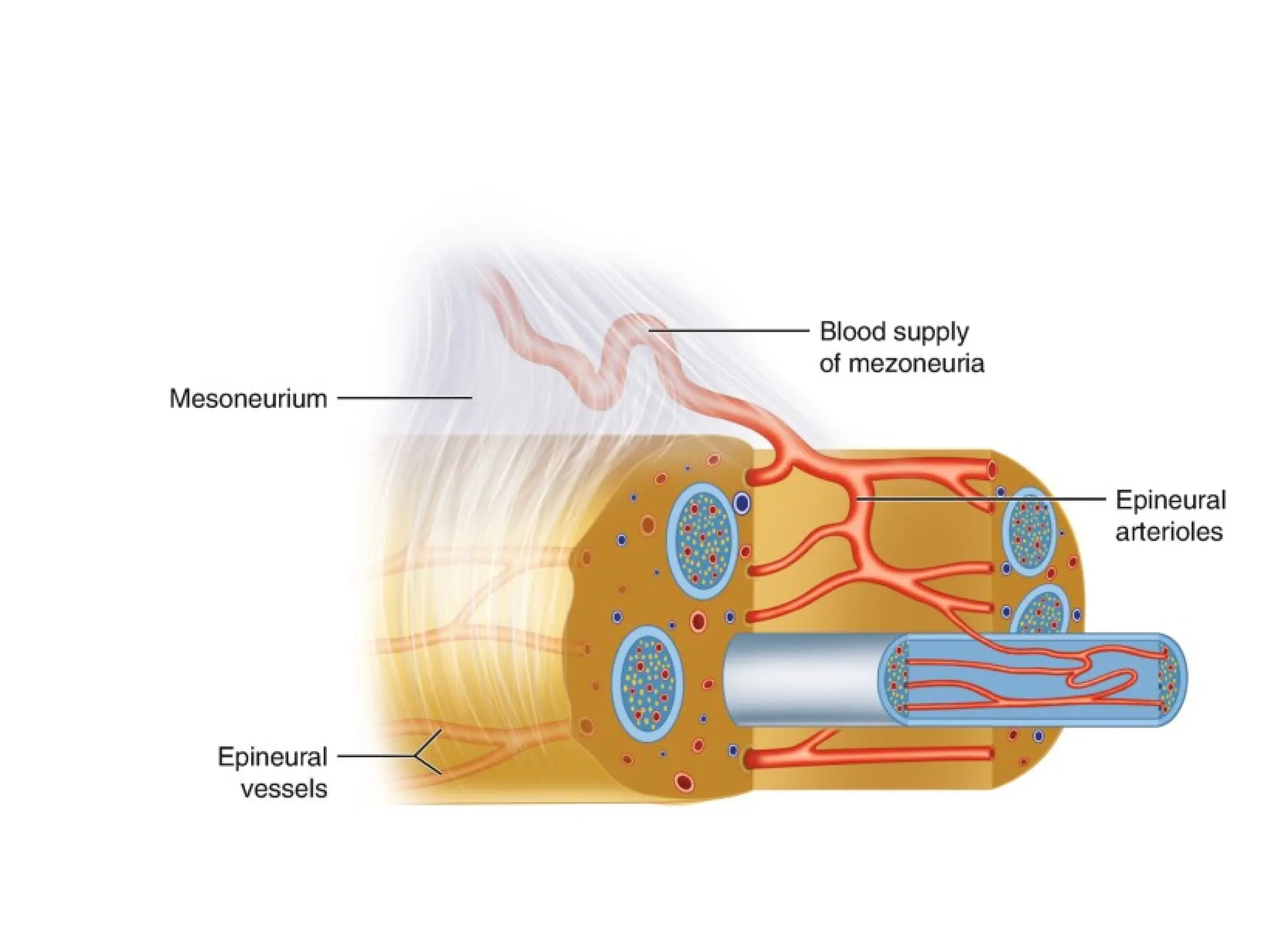 functional anatomy of nerve cell, peripheral nerve, classification.pptx