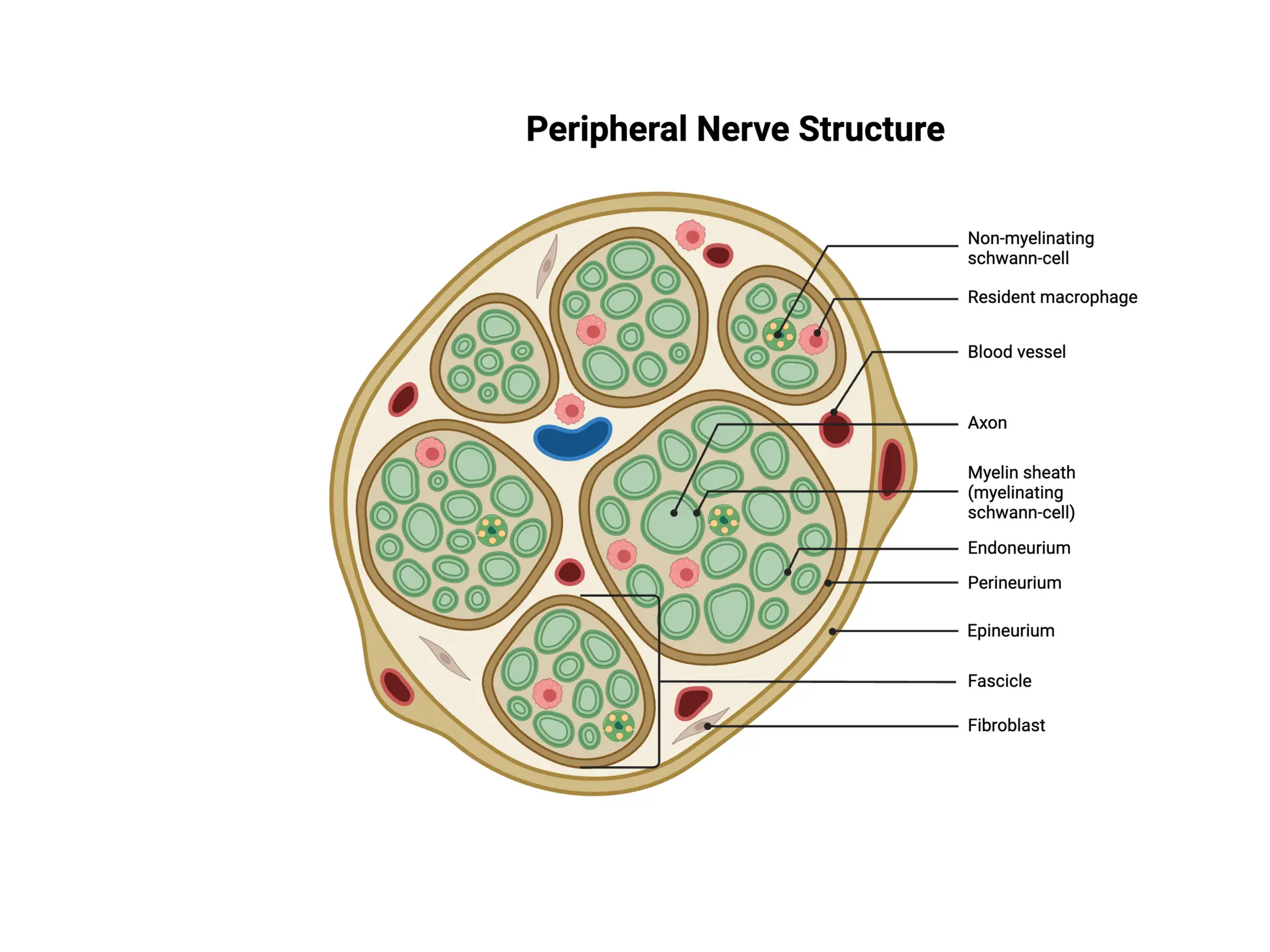 functional anatomy of nerve cell, peripheral nerve, classification.pptx