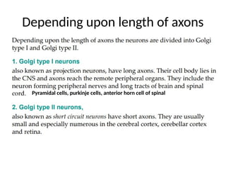 functional anatomy of nerve cell, peripheral nerve, classification.pptx