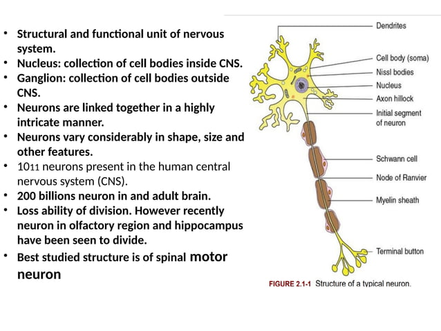 functional anatomy of nerve cell, peripheral nerve, classification.pptx