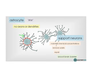 functional anatomy of nerve cell, peripheral nerve, classification.pptx
