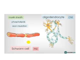 functional anatomy of nerve cell, peripheral nerve, classification.pptx