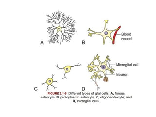 functional anatomy of nerve cell, peripheral nerve, classification.pptx