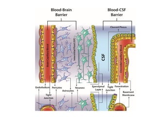 functional anatomy of nerve cell, peripheral nerve, classification.pptx