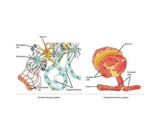 functional anatomy of nerve cell, peripheral nerve, classification.pptx