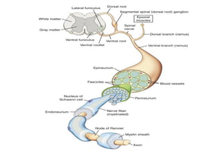 functional anatomy of nerve cell, peripheral nerve, classification.pptx