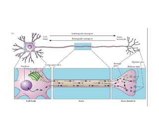 functional anatomy of nerve cell, peripheral nerve, classification.pptx