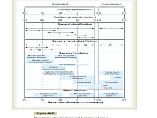 functional anatomy of nerve cell, peripheral nerve, classification.pptx