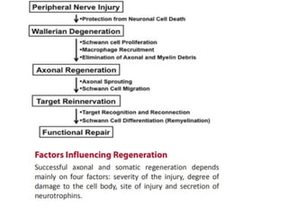 functional anatomy of nerve cell, peripheral nerve, classification.pptx