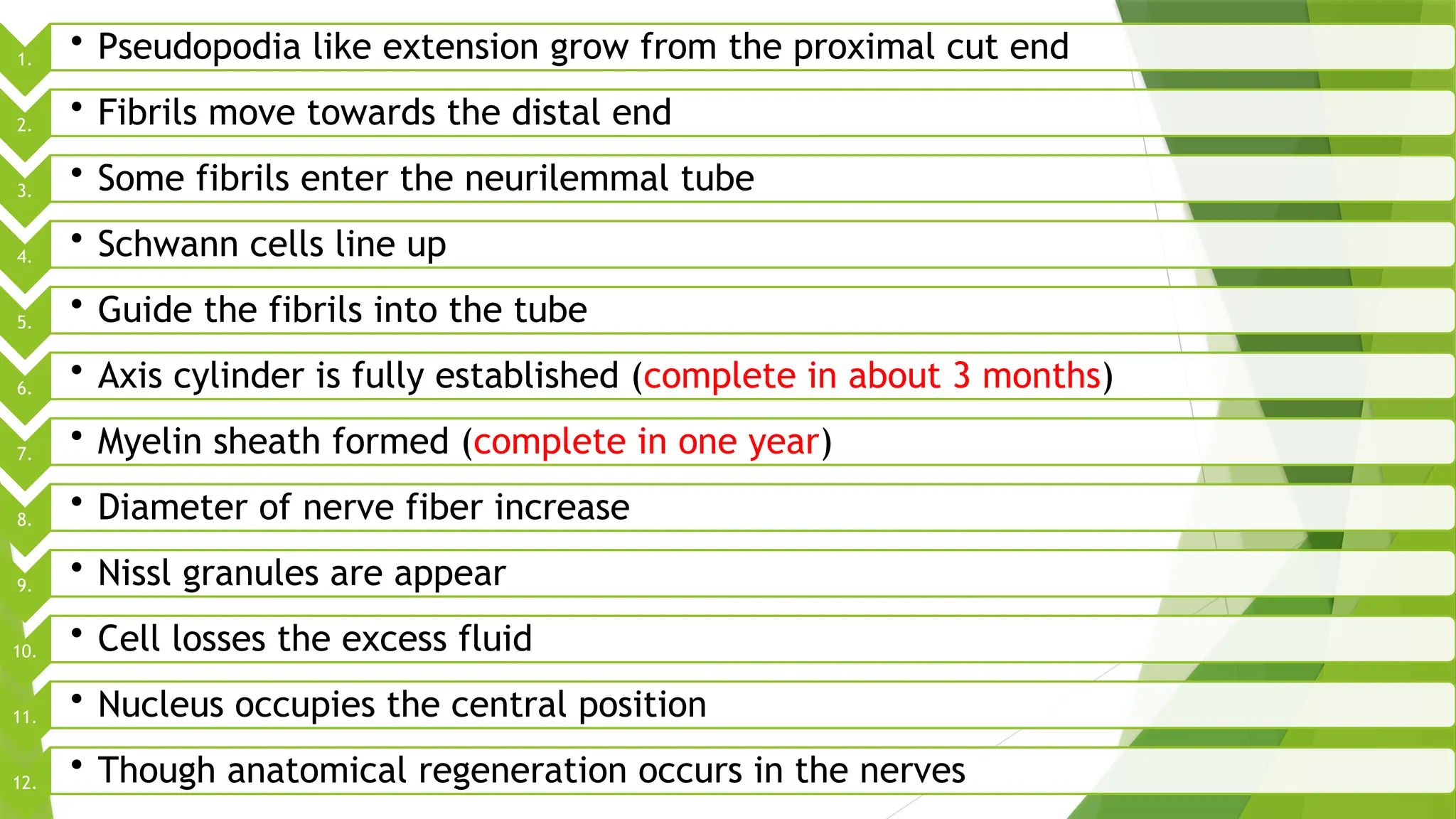 STAGES OF REGENERATION nerve regeneratio | PPTX