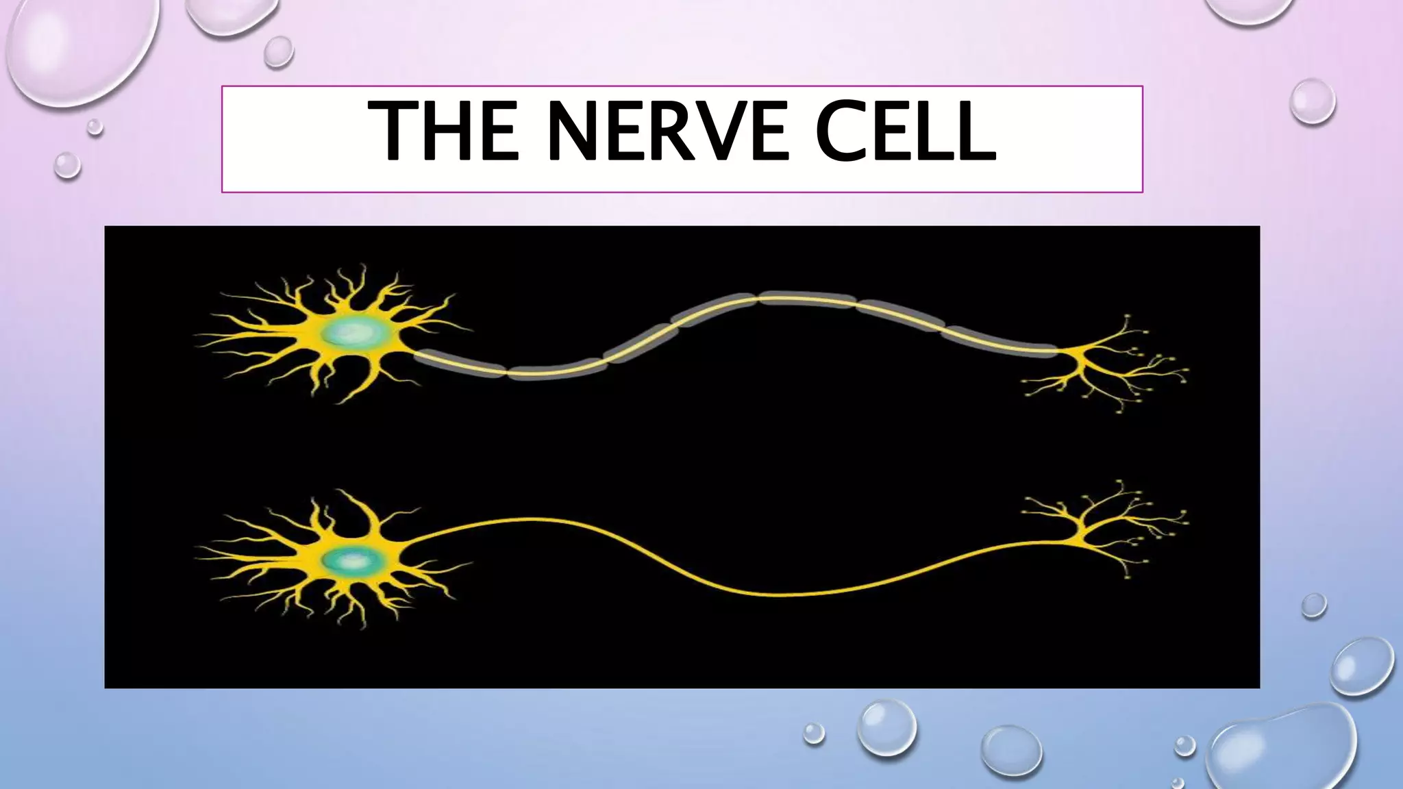 nerve-cell.pptx