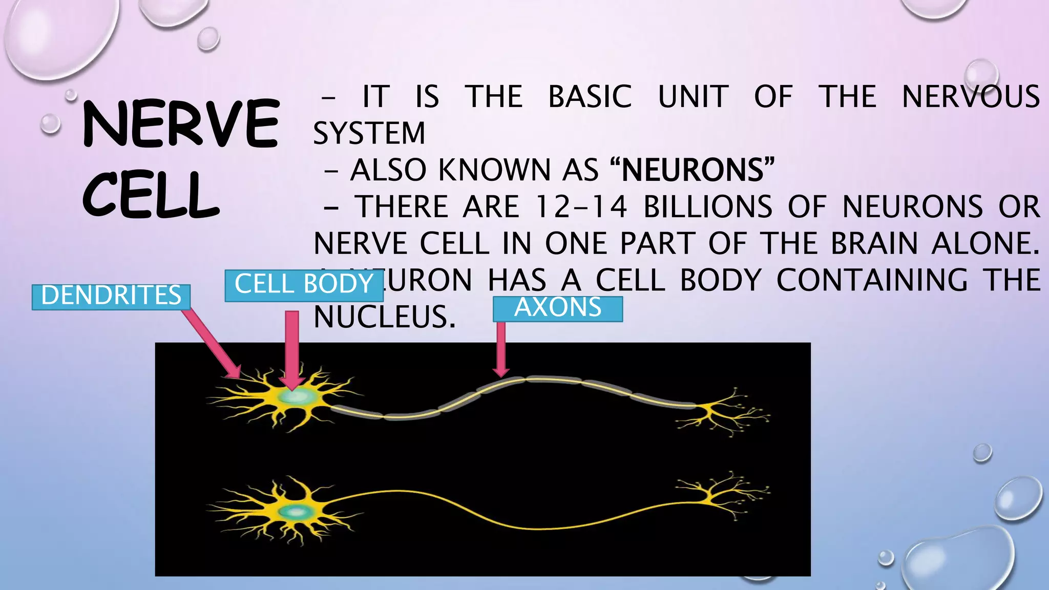 nerve-cell.pptx
