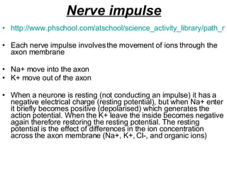 Nerve Impulse | PPT