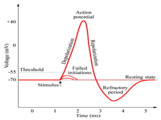 Nerve Impulse Graph