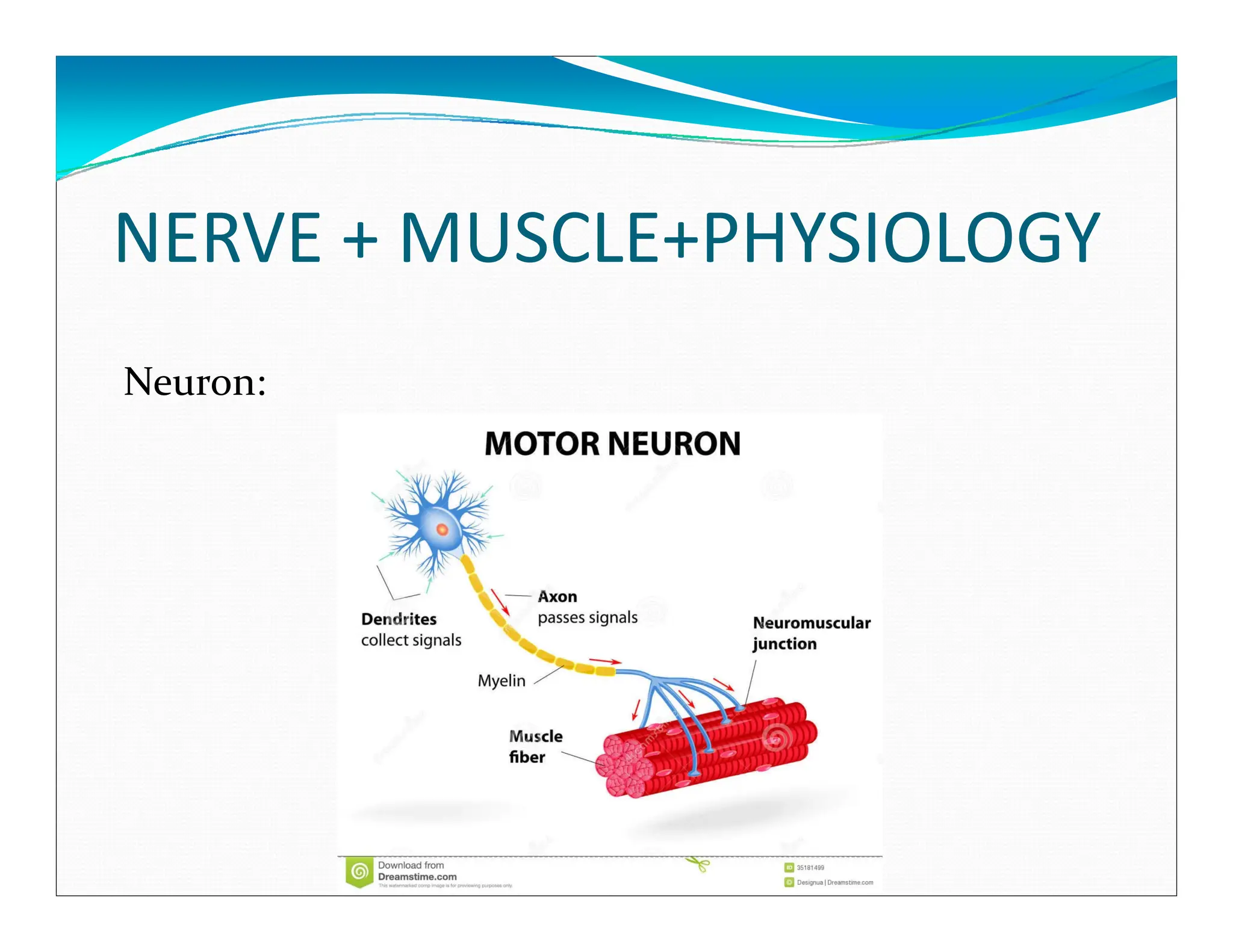 nerve-muscle-physiology-Compatibility-Mode.pdf