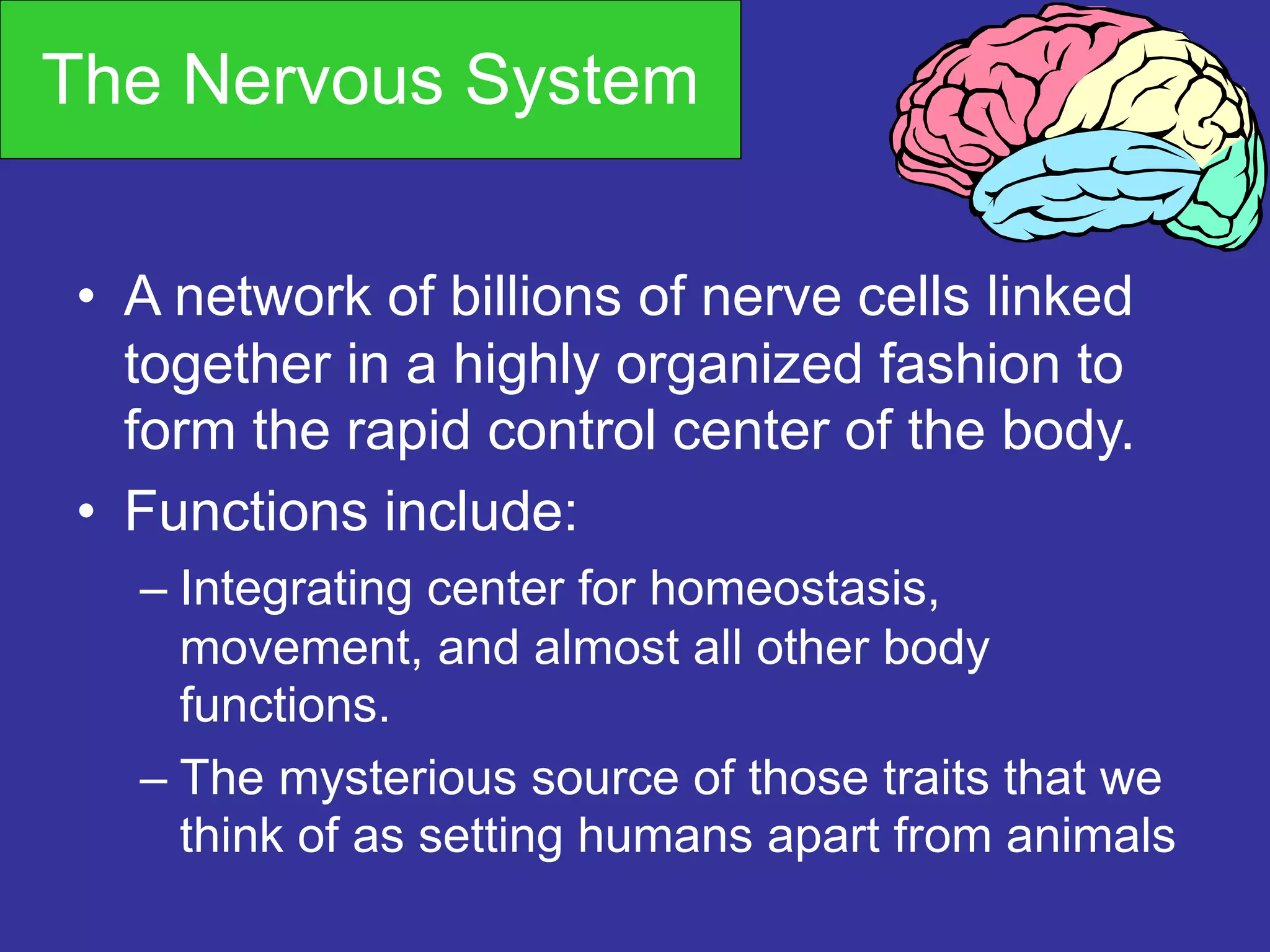 Nerve physiology | PPT | Brain and Nervous System Disorders | Diseases ...