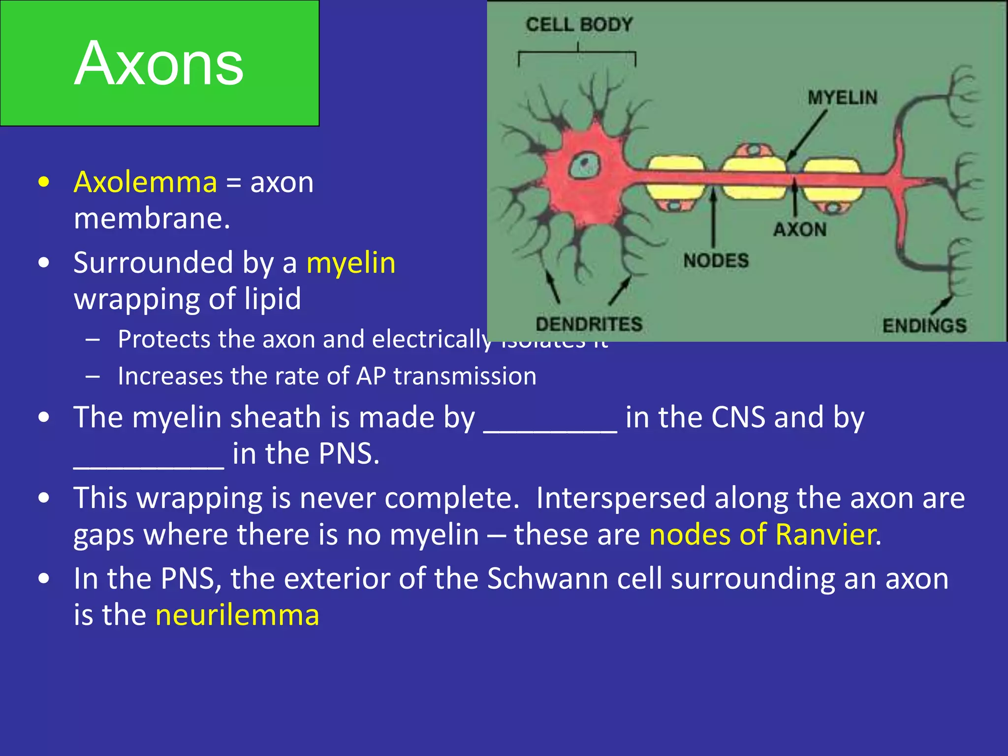 Nerve physiology | PPT