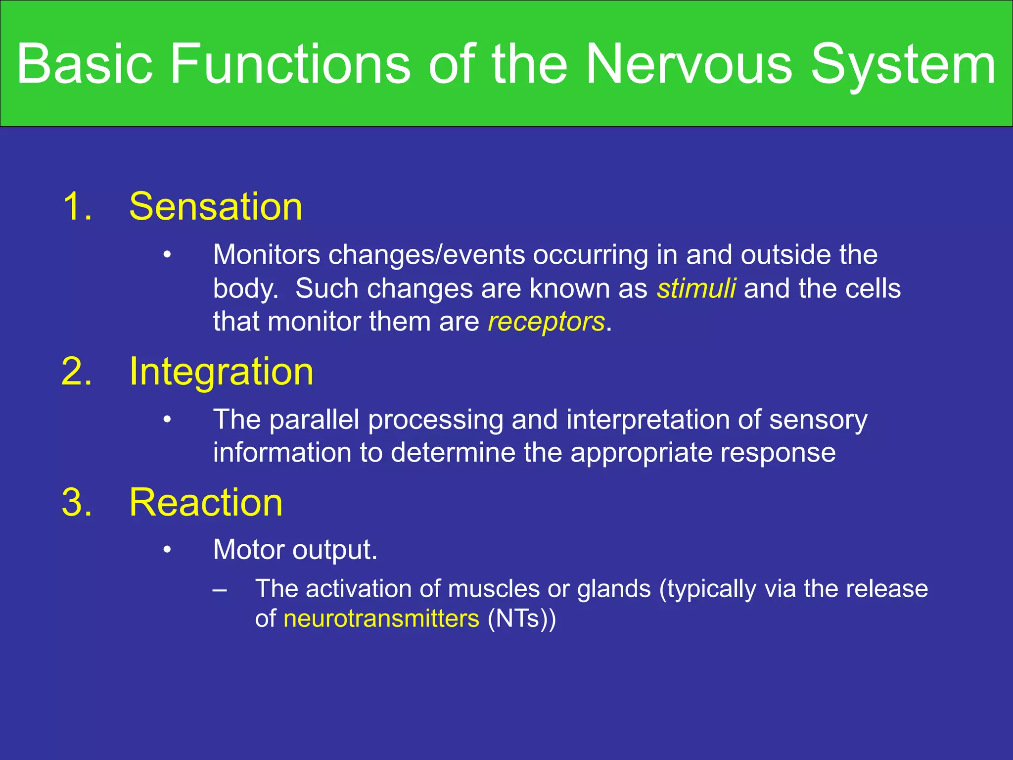 Nerve physiology | PPT