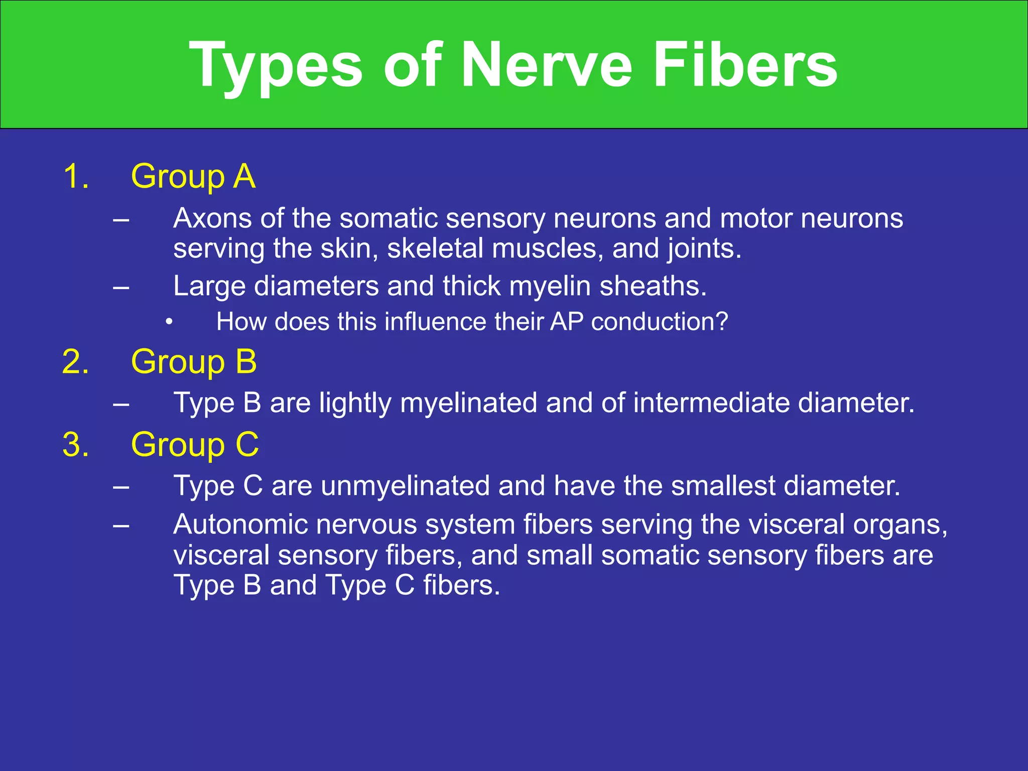 Nerve physiology | PPT