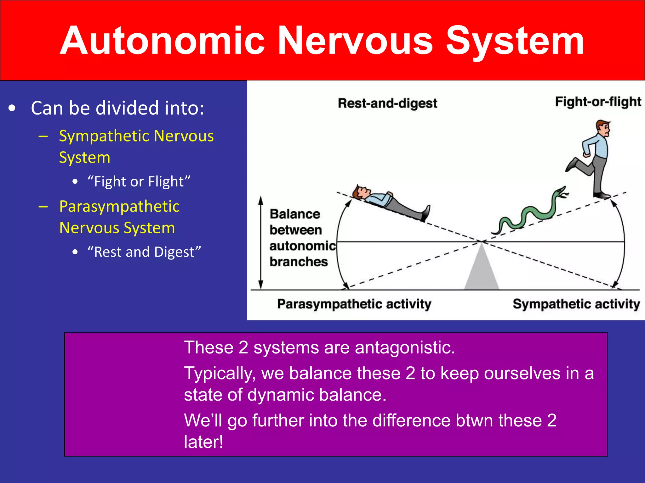 Nerve physiology | PPT