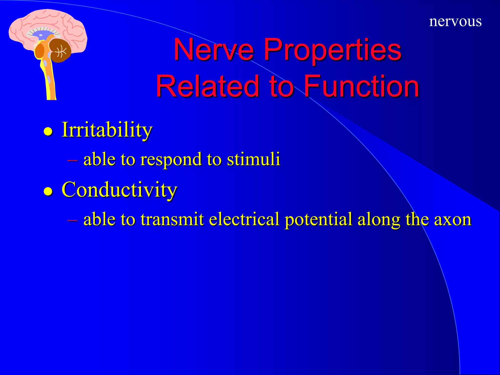 Nerve (1).PPT