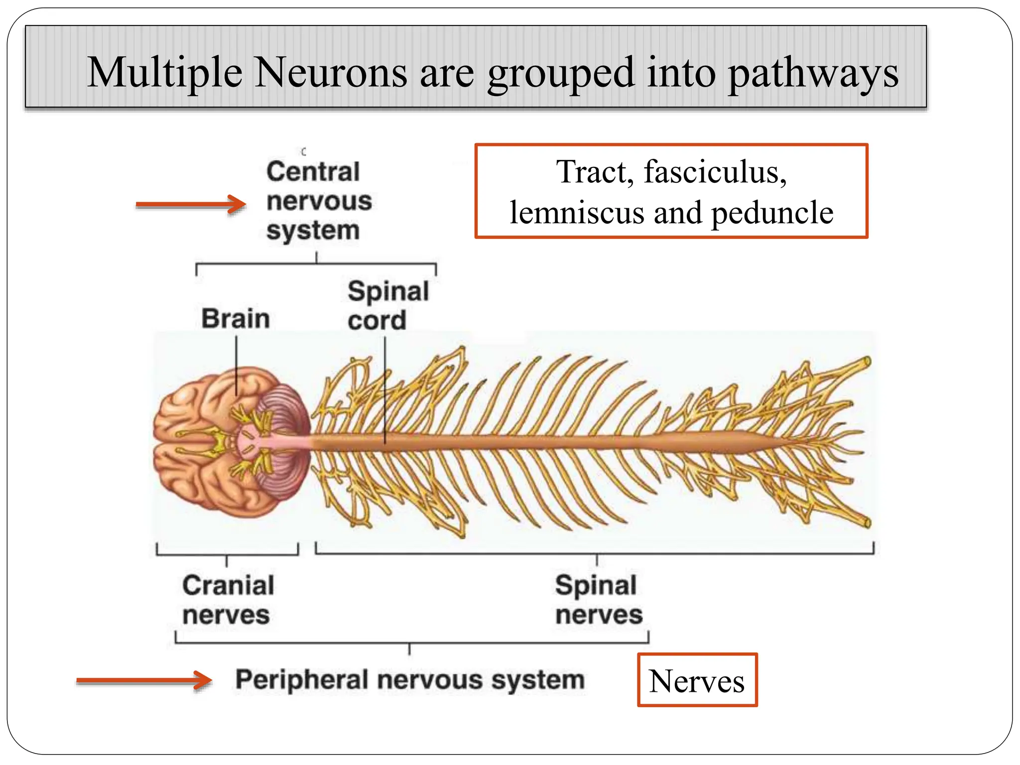 2-Motor Examination reflexes practical.pptx