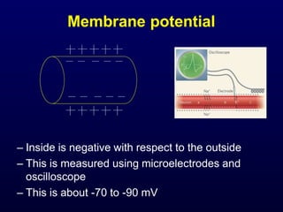 Nerve equilibrium potential , RMP and action potential | PPTX