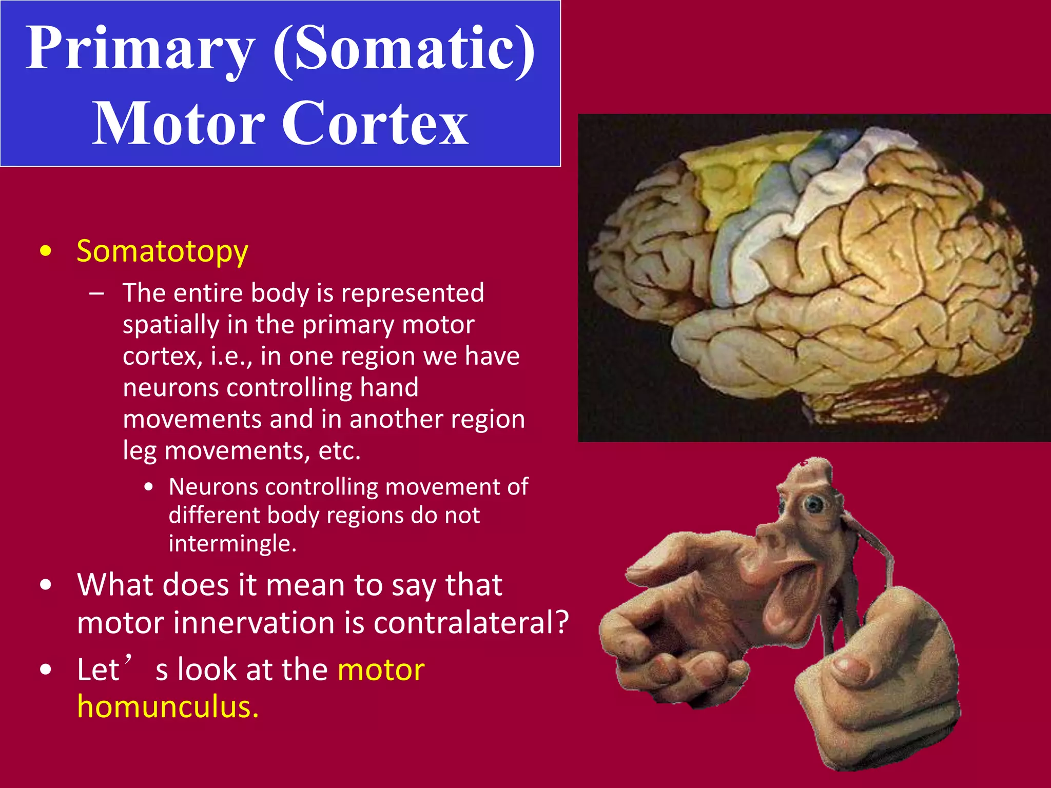 Nerve physiology in brain | PPT | Brain and Nervous System Disorders ...