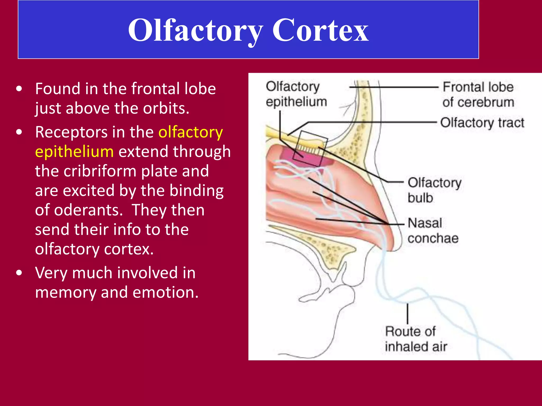 Nerve physiology in brain | PPT | Brain and Nervous System Disorders ...