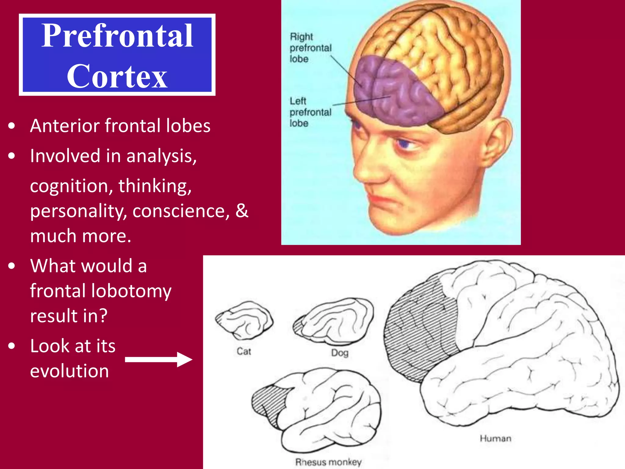 Nerve physiology in brain | PPT | Brain and Nervous System Disorders ...