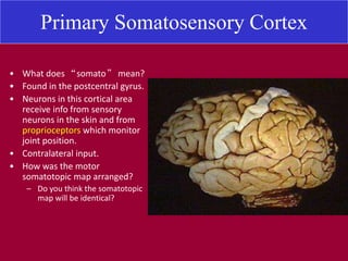 Nerve physiology in brain | PPT | Brain and Nervous System Disorders ...