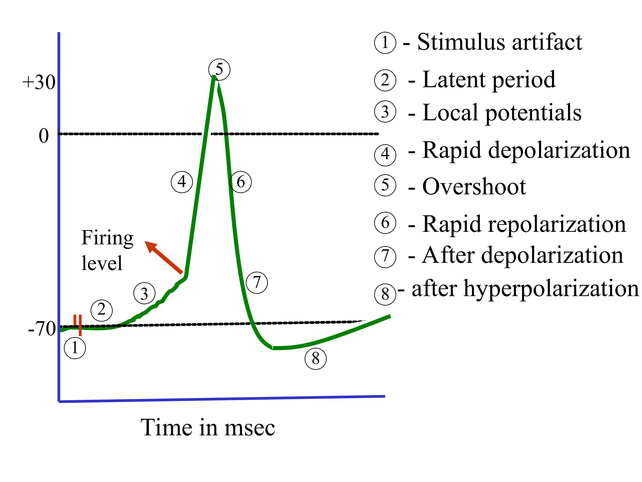 nerve action potential power point presentation | PPT