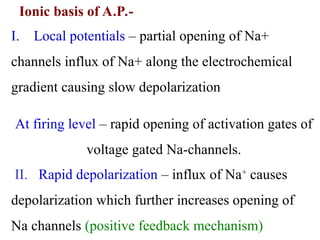 nerve action potential power point presentation | PPT
