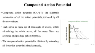 Nerve Action Potential (1).pptx