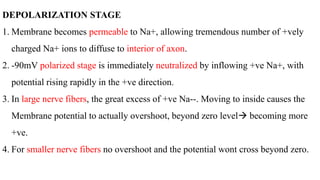 Nerve Action Potential (1).pptx