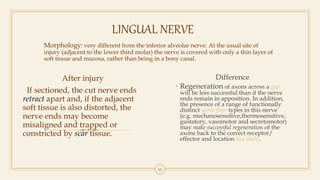Nerve affections following extractions of lower wisdom tooth | PPTX