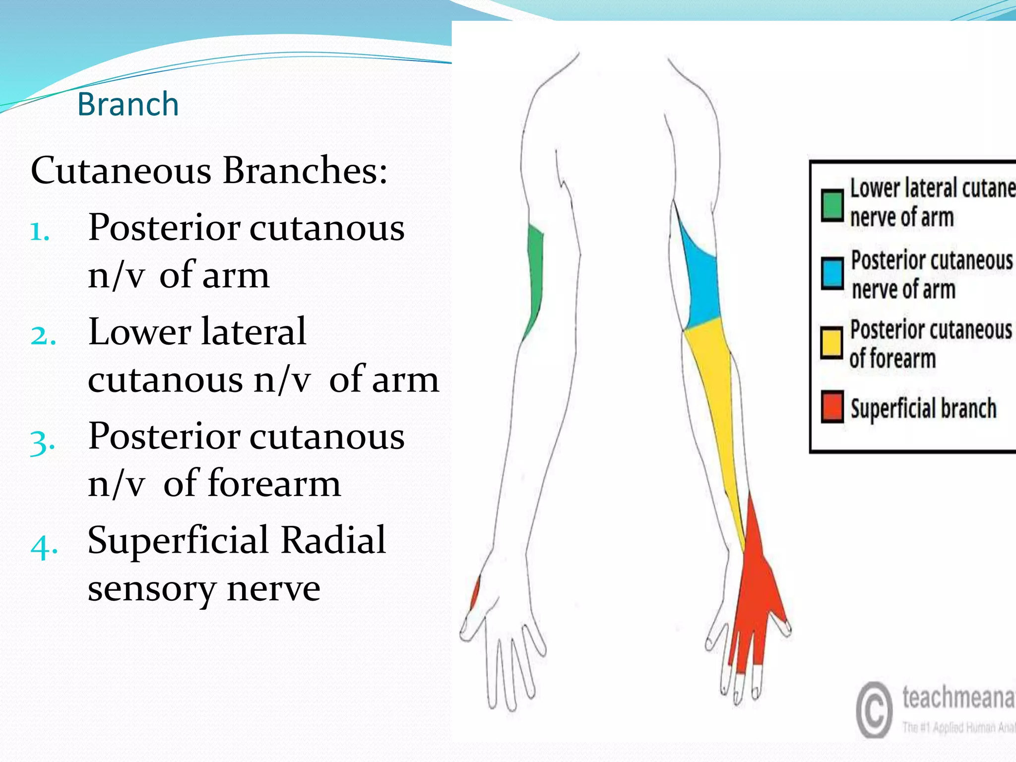 Nerve anatomy | PPTX