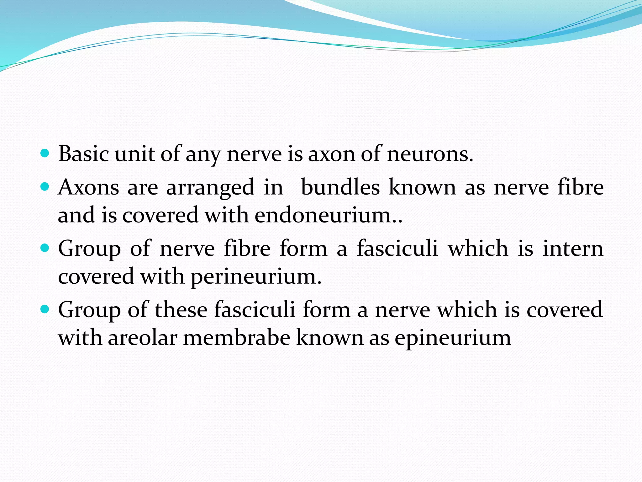 Nerve anatomy | PPTX